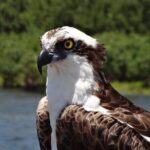 Crystal River Boat and Nature Tour - Who Will Love This Tour?