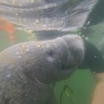 Crystal River: Guided Manatee Snorkeling Tour - The Practicalities: What’s Included and What to Bring