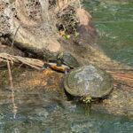 Crystal River: Manatee Season Tour w/ Free Photo Package - Who Will Enjoy This Tour?