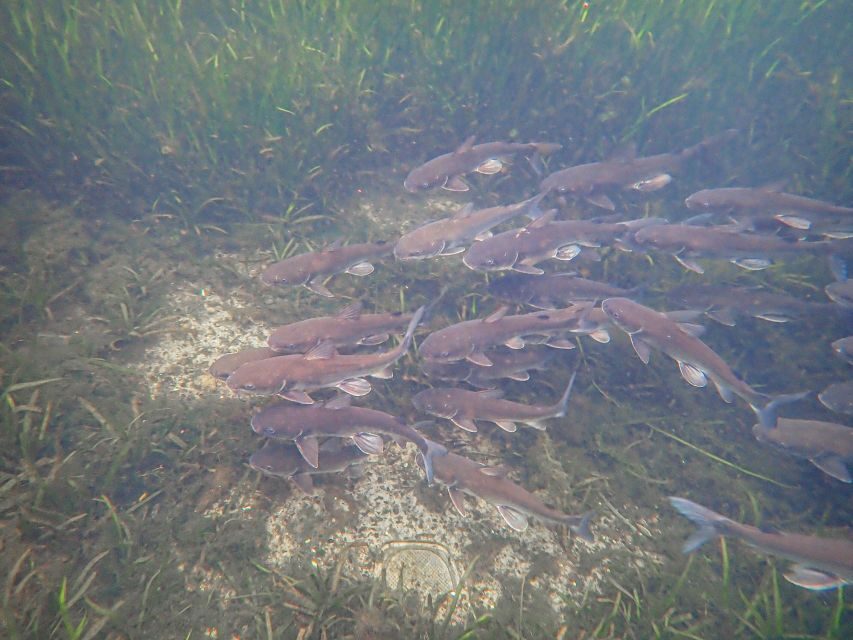 Crystal River: Manatee Swim Group Tour - What to Expect on the Water