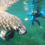 Crystal River: VIP Kayak and Swim with Manatees Tour - The Practical Aspects