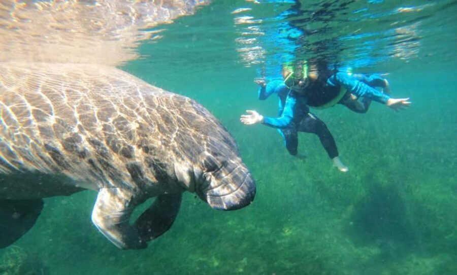 Crystal River: VIP Kayak and Swim with Manatees Tour - The Practical Aspects