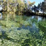 Crystal River:Three Sisters Springs Guided Kayak & Swim Tour - The Experience and Its Value