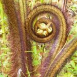 Cultivate Hapuu Ferns with Citrus Tea in the Hawaiian Rainforest - What Makes This Tour Special