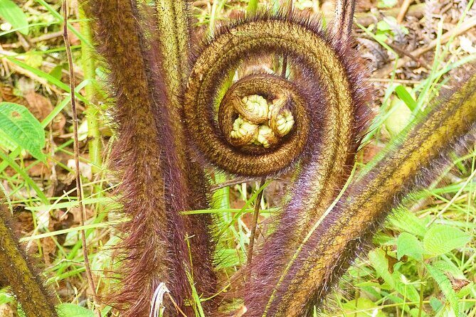 Cultivate Hapuu Ferns with Citrus Tea in the Hawaiian Rainforest - What Makes This Tour Special