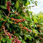 Cultural Immersion in Cacao and Coffee in the Southern Sierra of Oaxaca - Summary of the Value