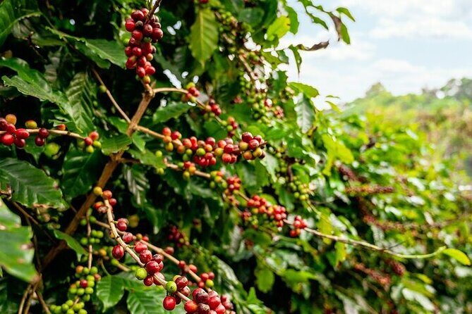 Cultural Immersion in Cacao and Coffee in the Southern Sierra of Oaxaca - Summary of the Value