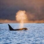 Customizable Private Wildlife Tour - Final Thoughts: Is This Tour Right for You?