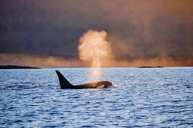 Customizable Private Wildlife Tour - Final Thoughts: Is This Tour Right for You?