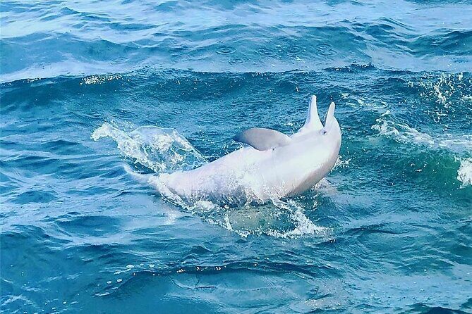 Daily Dolphin Cruise + Sightseeing Tour on Pensacola Beach - The Itinerary: What Makes It Special