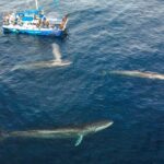 Dana Point Dolphin & Whale Watching With Underwater Viewing - The Value of This Tour