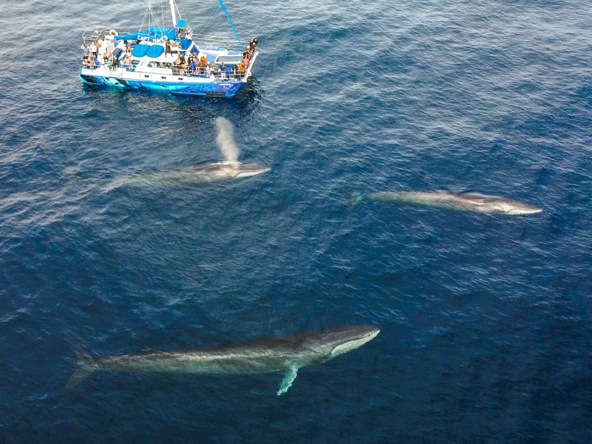 Dana Point Dolphin & Whale Watching With Underwater Viewing - The Value of This Tour
