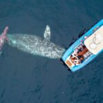 Dana Point Fast & Fun Zodiac-Style Dolphin & Whale Watching - The Boat and the Ride
