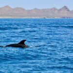 Danzante Island and Snorkel Tour from Villas del Palmar Hotel - Who Should Consider This Tour?