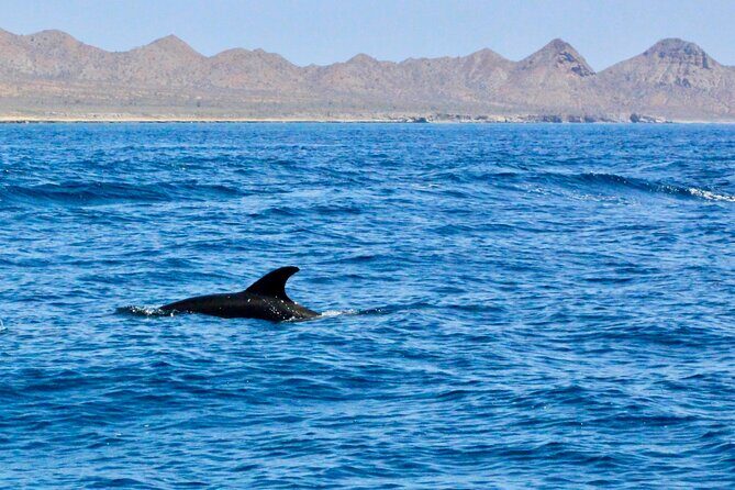 Danzante Island and Snorkel Tour from Villas del Palmar Hotel - Who Should Consider This Tour?
