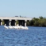 Daytona/New Smyrna Beach: Unforgettable Kayak Wildlife tours - FAQs