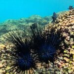 DE Huatulco Secret Reefs Snorkeling Tour DE Huatulco - Detailed Breakdown of the Itinerary