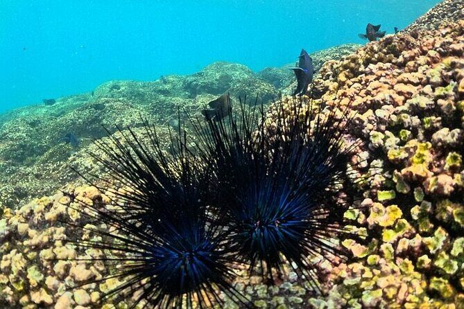 DE Huatulco Secret Reefs Snorkeling Tour DE Huatulco - Detailed Breakdown of the Itinerary