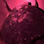 DE rismo and Night Monitoring of Sea Turtles - Practical Considerations and Tips