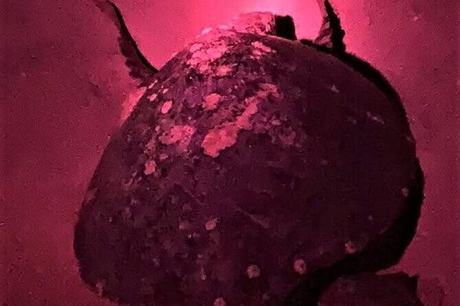 DE rismo and Night Monitoring of Sea Turtles - Practical Considerations and Tips