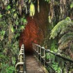 Deluxe Road to Hana Rainforest and Waterfall Experience from Oahu - The Experience from a Traveler’s Perspective