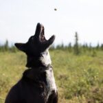 Denali: 1 Hour Tundra Walk With Free Running Sled Dogs - The Itinerary: What to Expect from Start to Finish