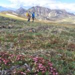 Denali: 5-Hour Guided Wilderness Hiking Tour - What to Expect Along the Trail