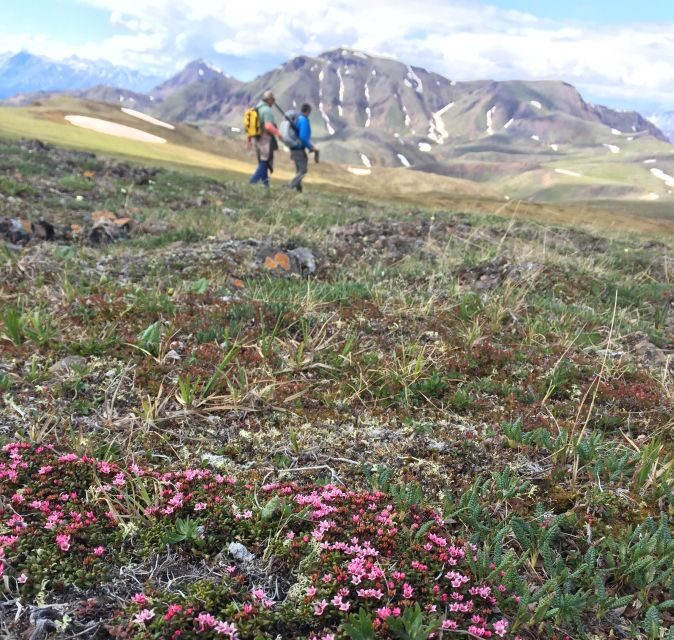 Denali: 5-Hour Guided Wilderness Hiking Tour - What to Expect Along the Trail