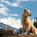 Denali Husky Kennel & Brewpub Visit  Half-Day Experience - Why This Tour Offers Great Value