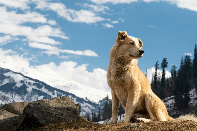 Denali Husky Kennel & Brewpub Visit  Half-Day Experience - Why This Tour Offers Great Value