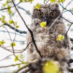Denver: Birding Basics and Beyond - Why This Tour Matters for Travelers