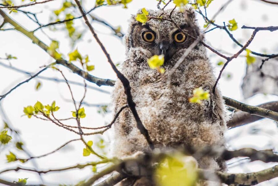 Denver: Birding Basics and Beyond - Why This Tour Matters for Travelers