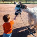 Denver: Llama Hike in the Rocky Mountains - Who Should Consider This Tour?