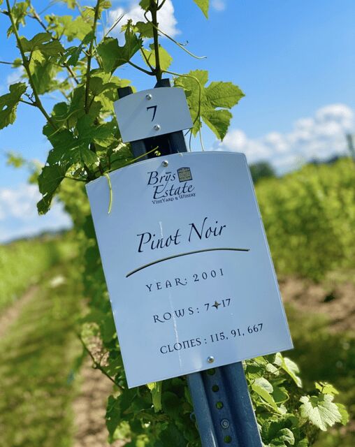 Designated Driver For Wine Tours - Traverse City - The Itinerary: Making the Most of Your Day