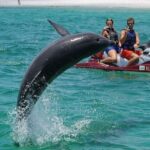 Destin: Crab Island Dolphin Watching Jet Ski Tour - Why This Tour Is Worth Considering