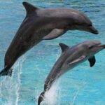 Destin Family Friendly Dolphin Watching Adventure - Detailed Breakdown of the Tour