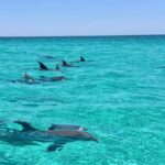 Destin: Private Morning Dolphin Cruise - The Sum Up