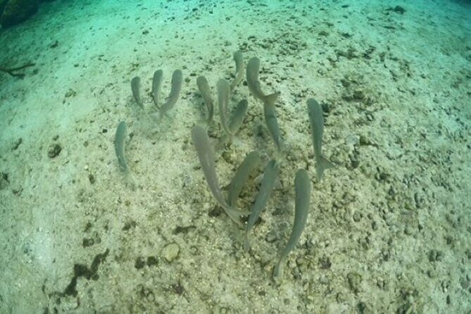 Discover Crystal River's Secrets with Private Boat Tour - Who Is This Tour Best For?