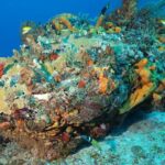 Discover Scuba Diving PADI in Playa del Carmen including underwater video - Value and Pricing Analysis