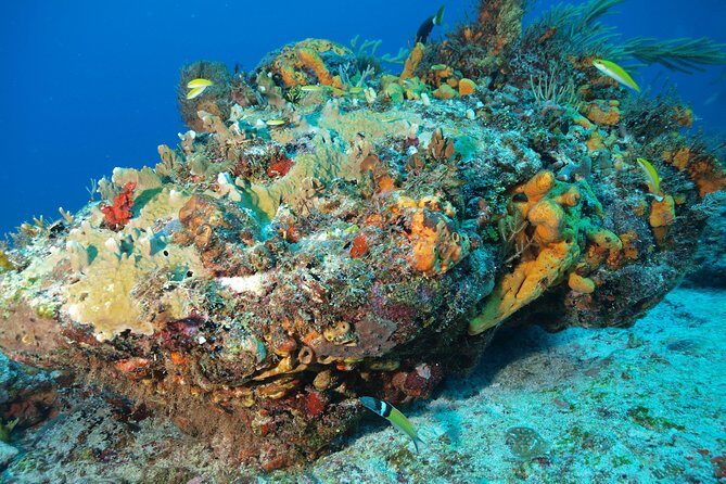 Discover Scuba Diving PADI in Playa del Carmen including underwater video - Value and Pricing Analysis
