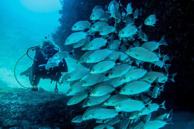 Discover Scuba experience at Las Caletas, Puerto Vallarta - Who Will Appreciate This Tour?