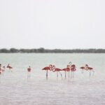 Discover the FABULOUS PINK WATERS at the Caribean (Las Coloradas+Río Lagartos) - Who Would Love This Tour?
