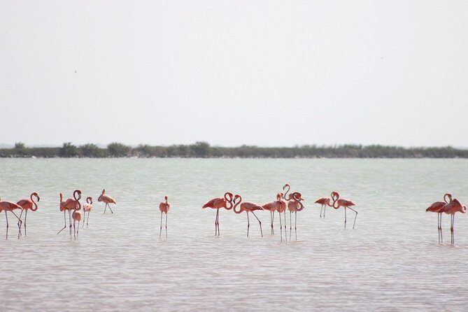 Discover the FABULOUS PINK WATERS at the Caribean (Las Coloradas+Río Lagartos) - Who Would Love This Tour?