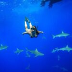 Dive with Sharks in Hawaii: Shark Tour from Haleiwa - Key Points