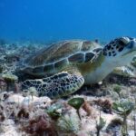Diving in Cancun Underwater Museum of Art - An Introduction to the Experience