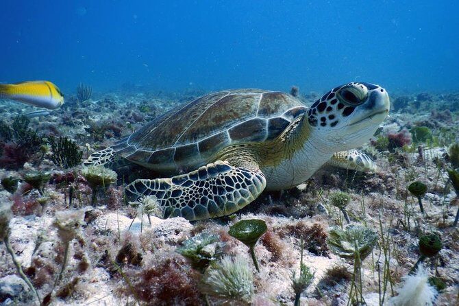 Diving in Cancun Underwater Museum of Art - An Introduction to the Experience