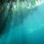 DIVING IN MAYAN CENOTES; THE LARGEST AQUIFER IN THE WORLD - The Logistics and Value