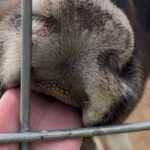 Dog Sledding and Animal Encounters Tour from Anchorage - What’s Included and What’s Not