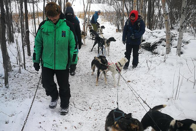 Dog Sledding - Final Thoughts