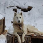 Dogsled Adventure in Mont-Tremblant - The Value and Booking Details